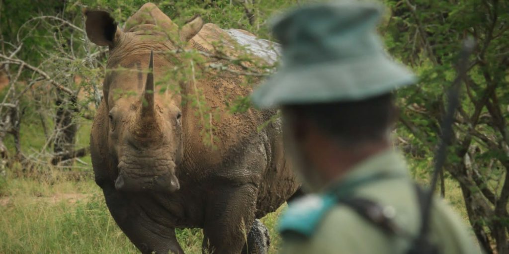 University of Pretoria and Game Rangers Association of Africa join ...